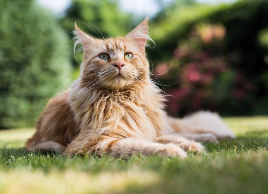 10 Impressive Big Cat Breeds - Woof Meow Joy