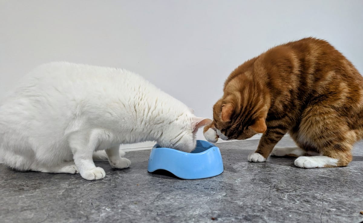 Cats and Messy Bowls: Camera Evidence - Woof Meow Joy